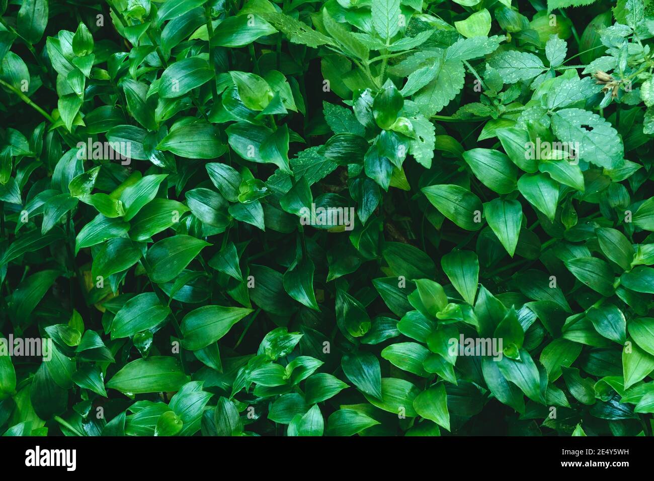 A pattern of green leaf filling the frame Stock Photo - Alamy