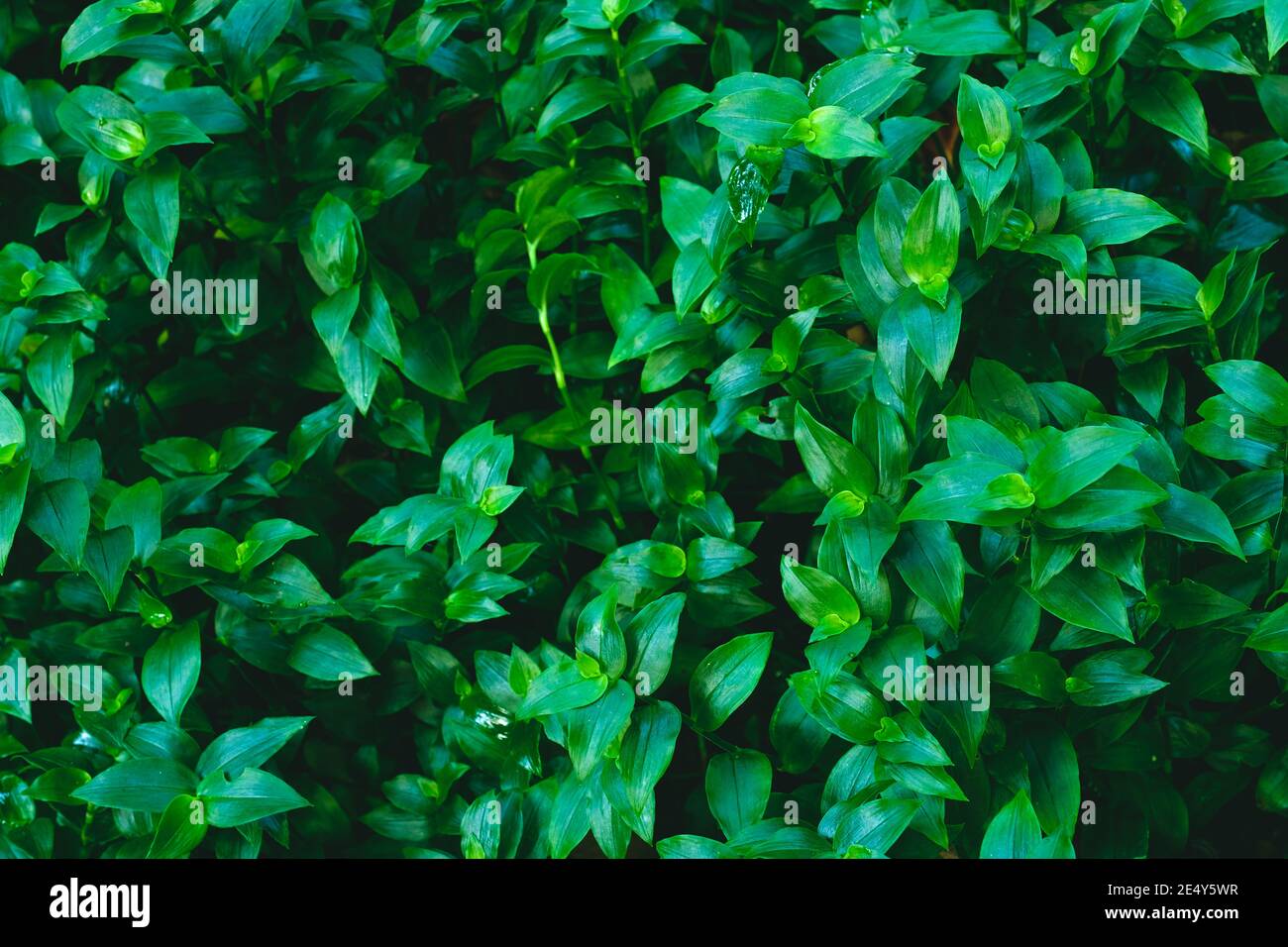 A pattern of green leaf filling the frame Stock Photo - Alamy