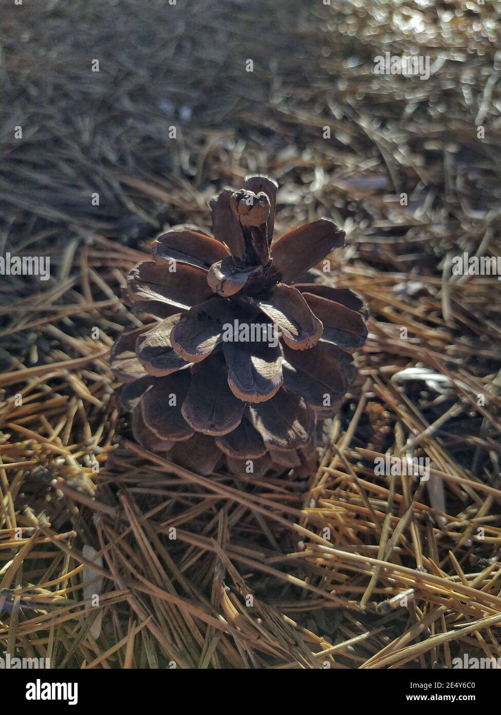 Kozalak hi-res stock photography and images - Alamy