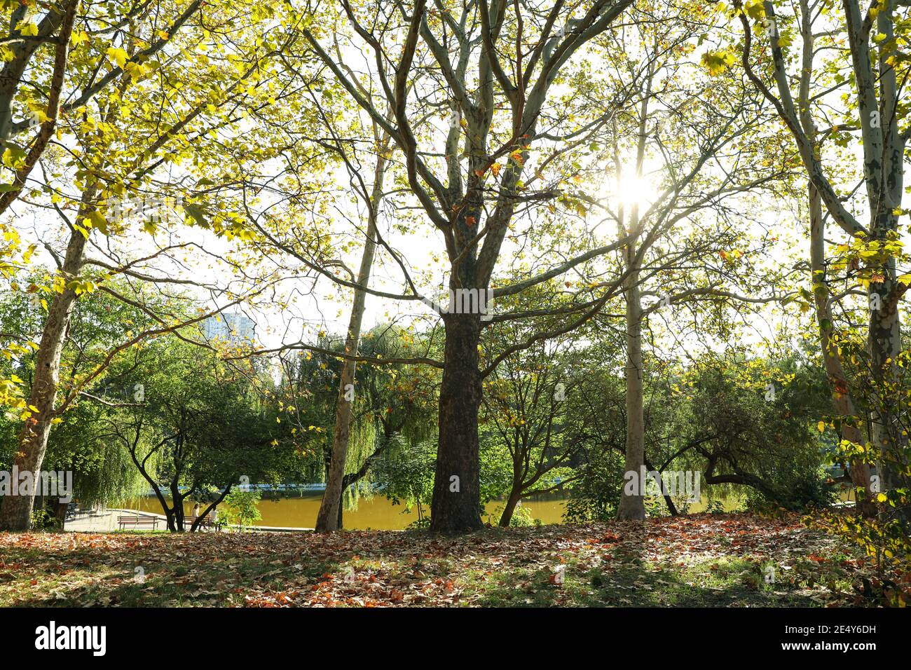 Beautiful city park in bright sunny morning Stock Photo - Alamy