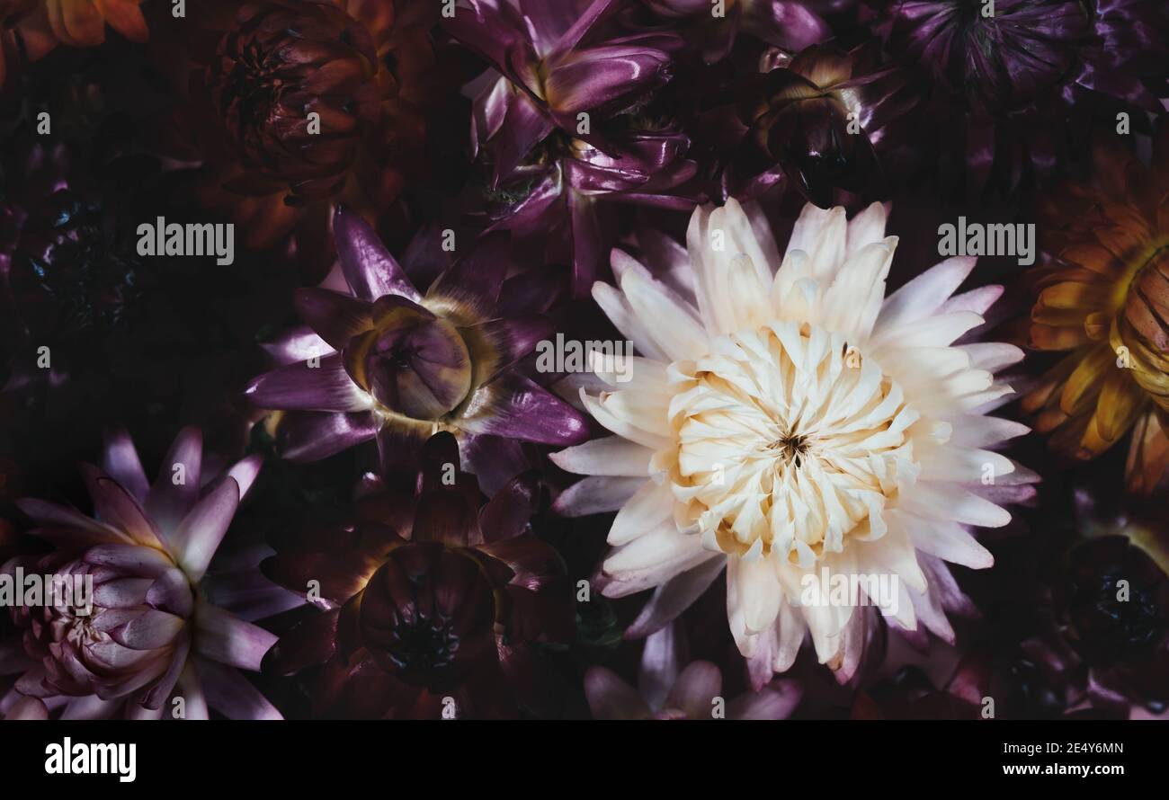 Individuality, difference and leadership concept. Stand out from the ...