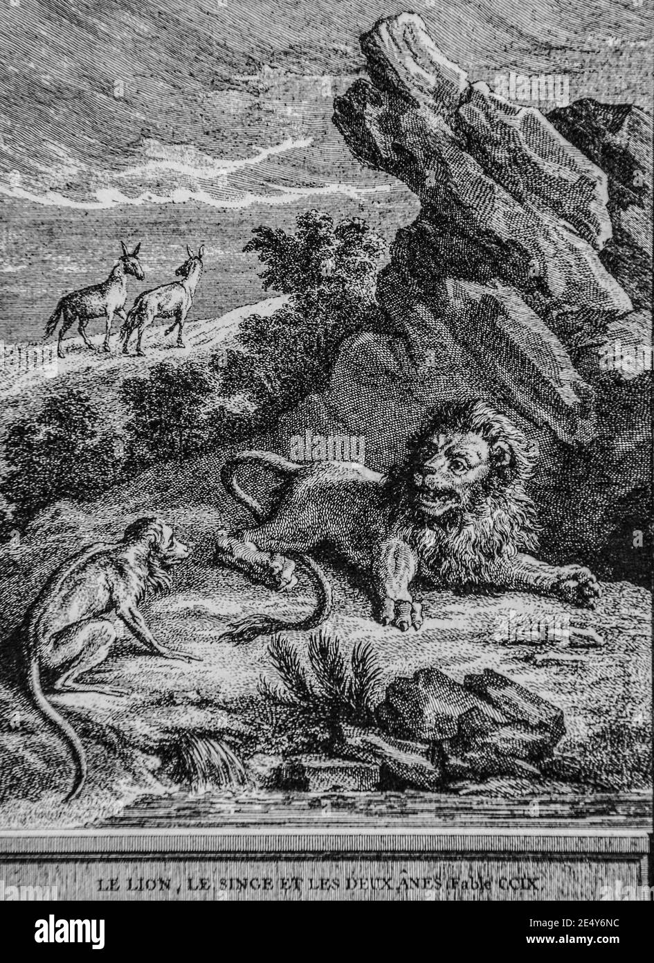 Singe lion Black and White Stock Photos & Images - Alamy