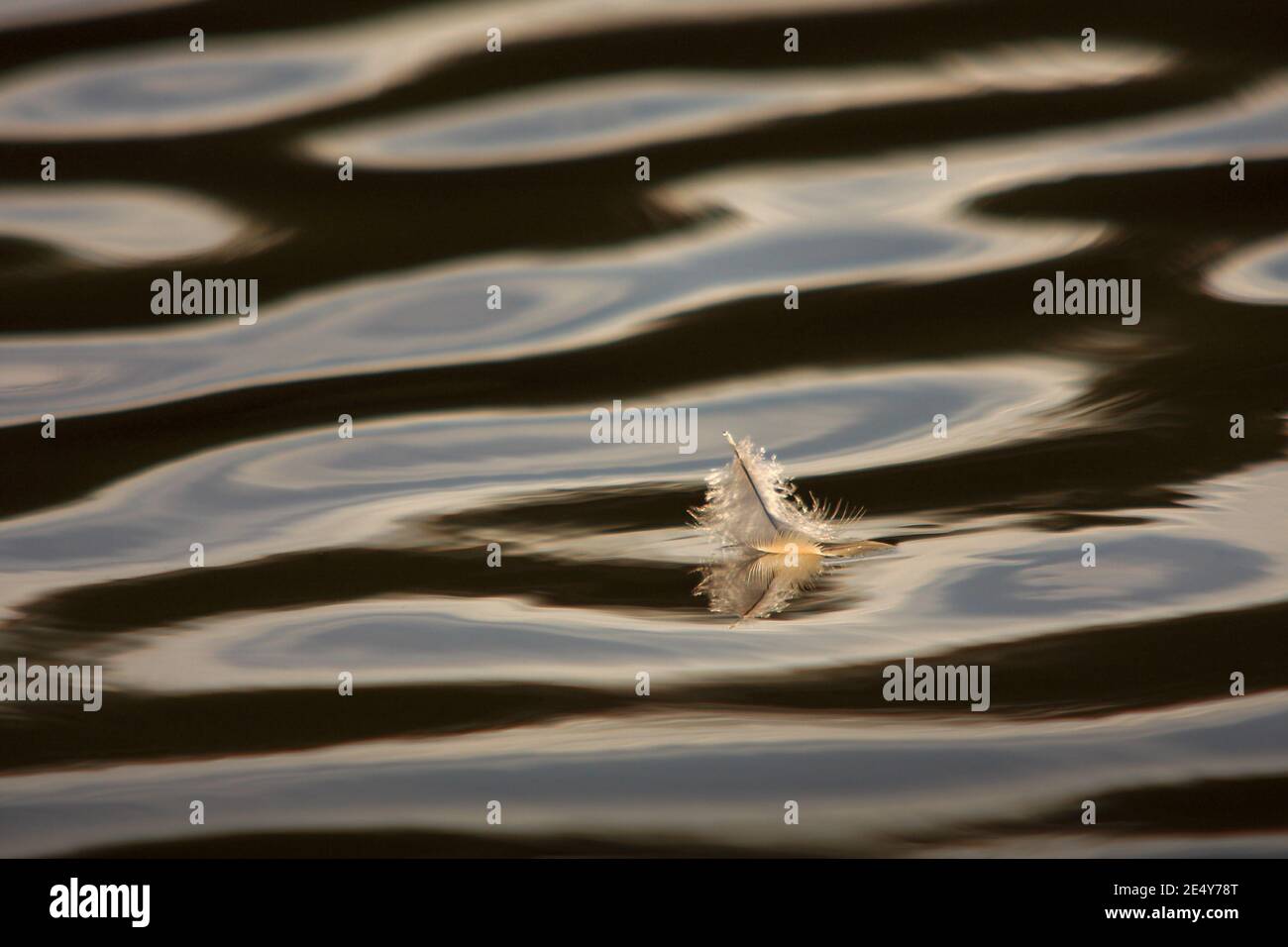 Single feather of Egyptian Goose, Alopochen aegyptiaca, on rippled ...