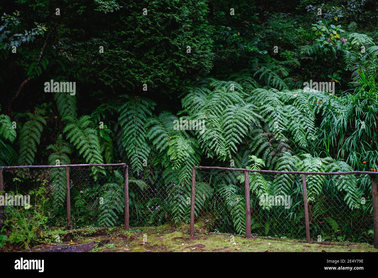 Group of Large leaves fern growing under the trees in the woods in a ...