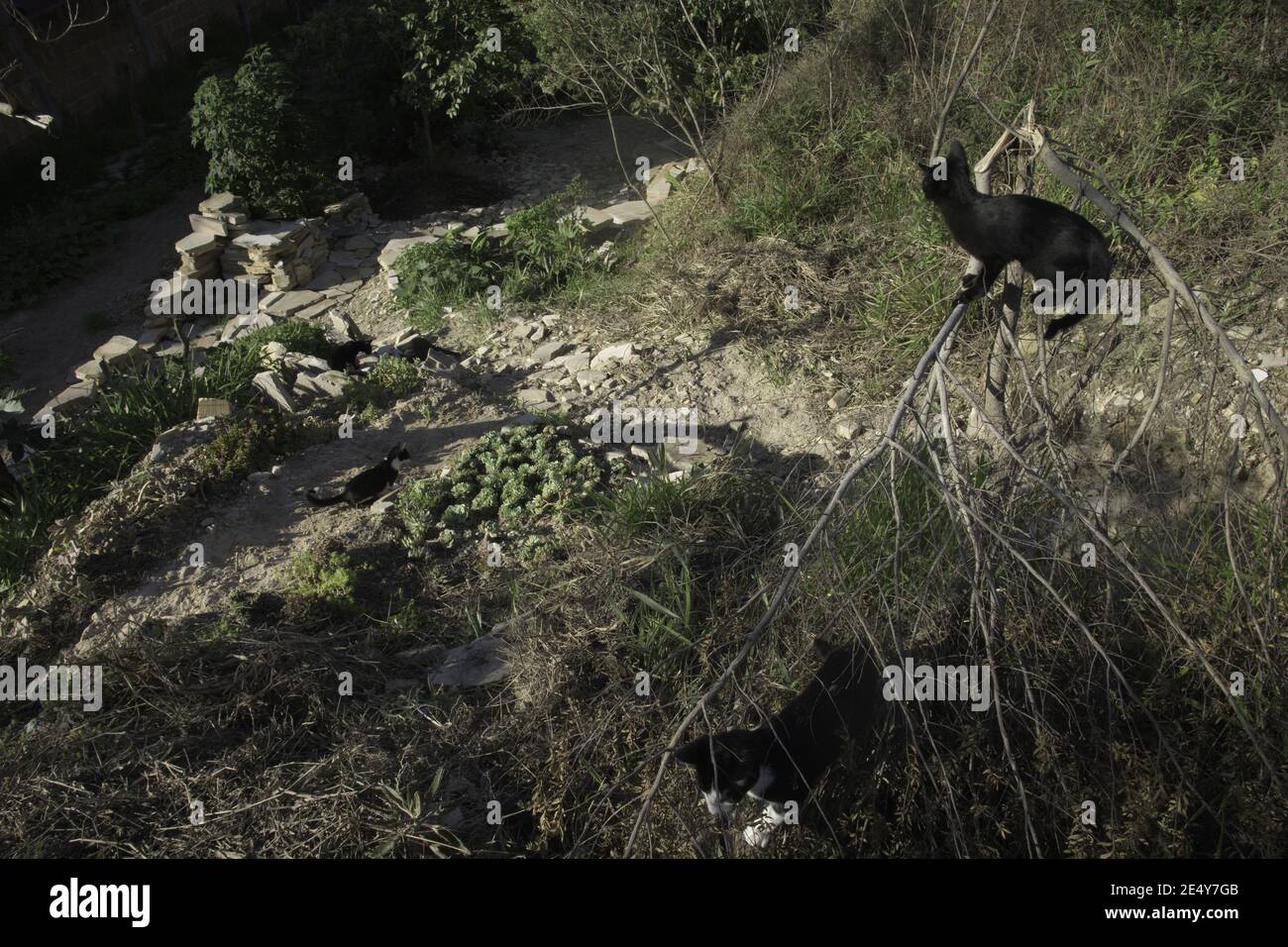 Cats in the Garden in Brazil Stock Photo - Alamy