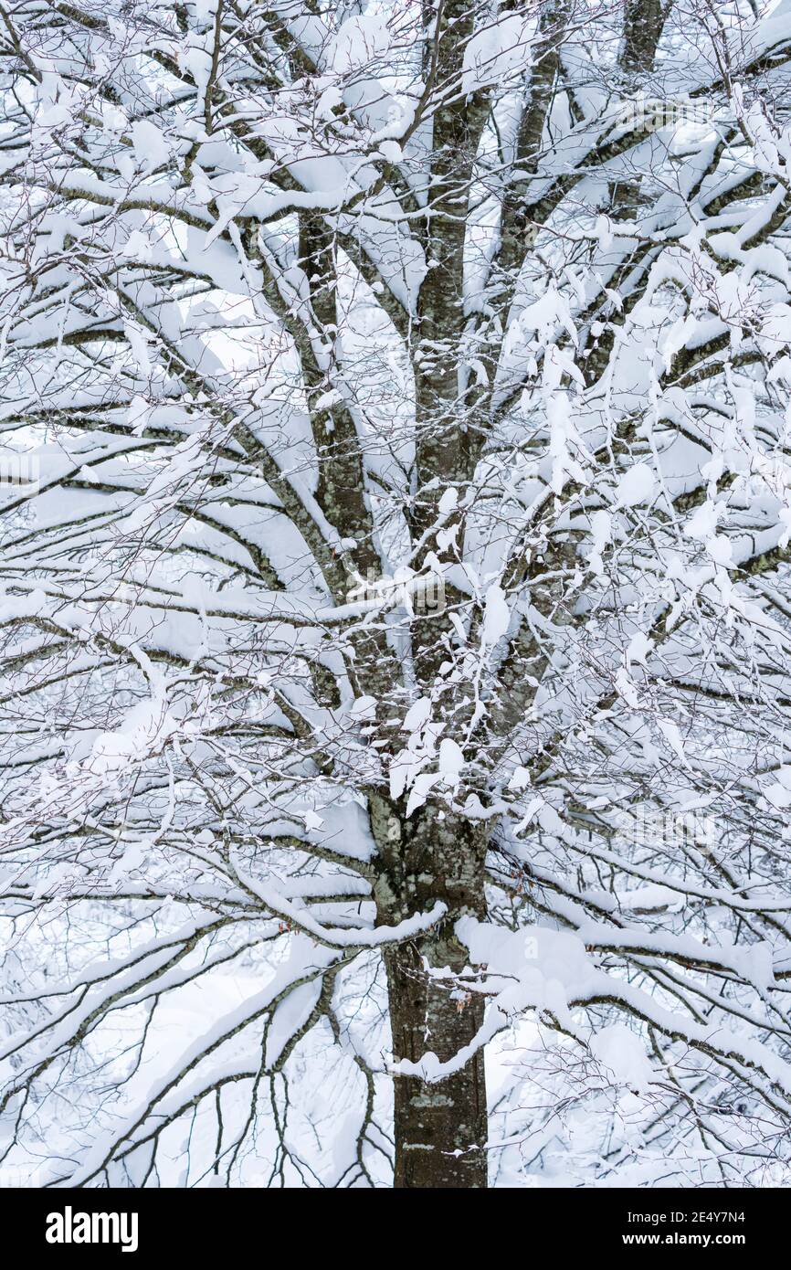 Snowy beech forest in winter in Puerto de Opakua, in the Sierra de ...