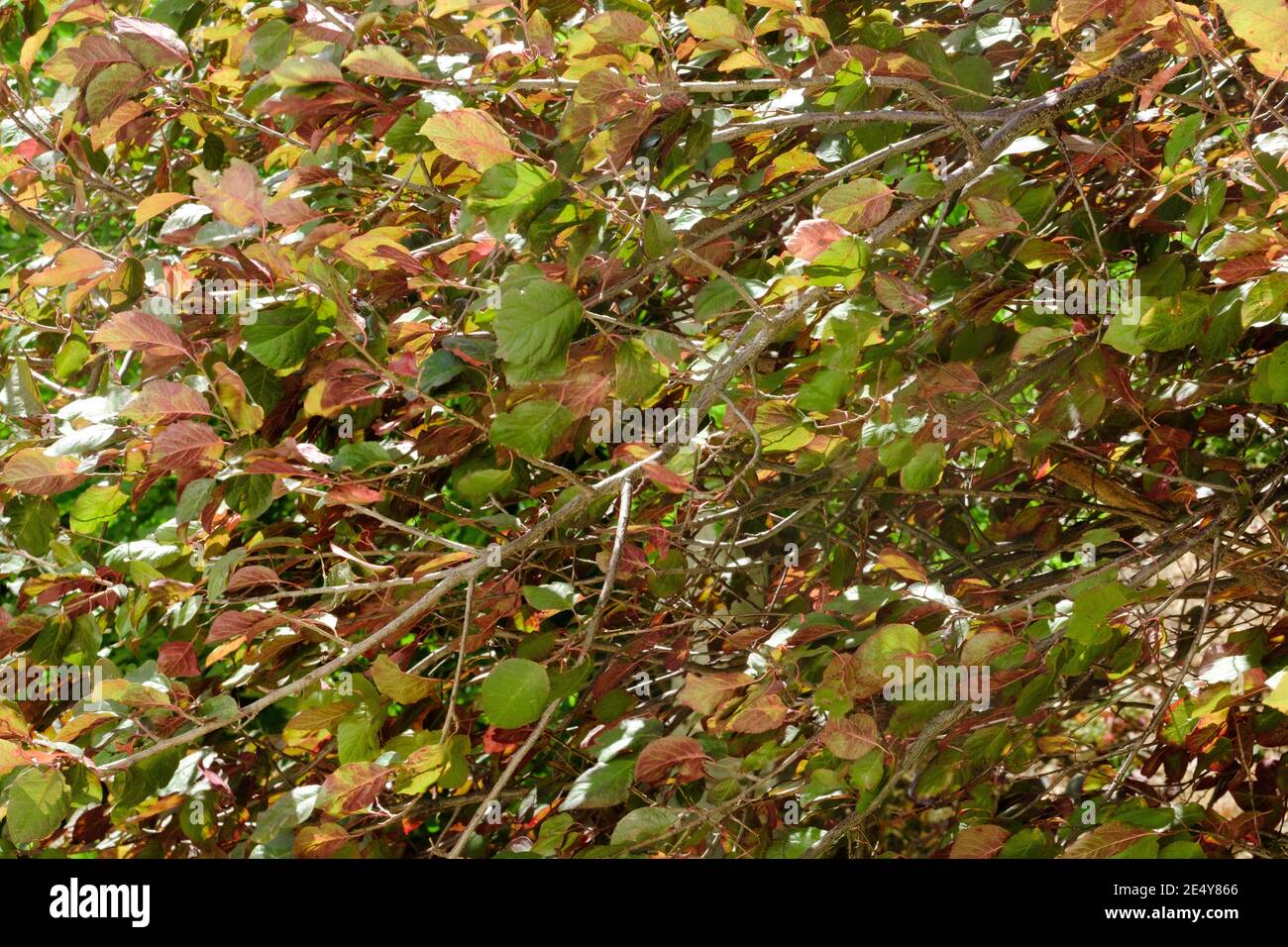 leaf in a tree turning color from green to red in the beggining o fall ...