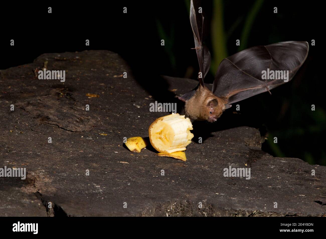 Seba's Short-tailed Bat, Carollia perspicillata, eating banana Stock ...
