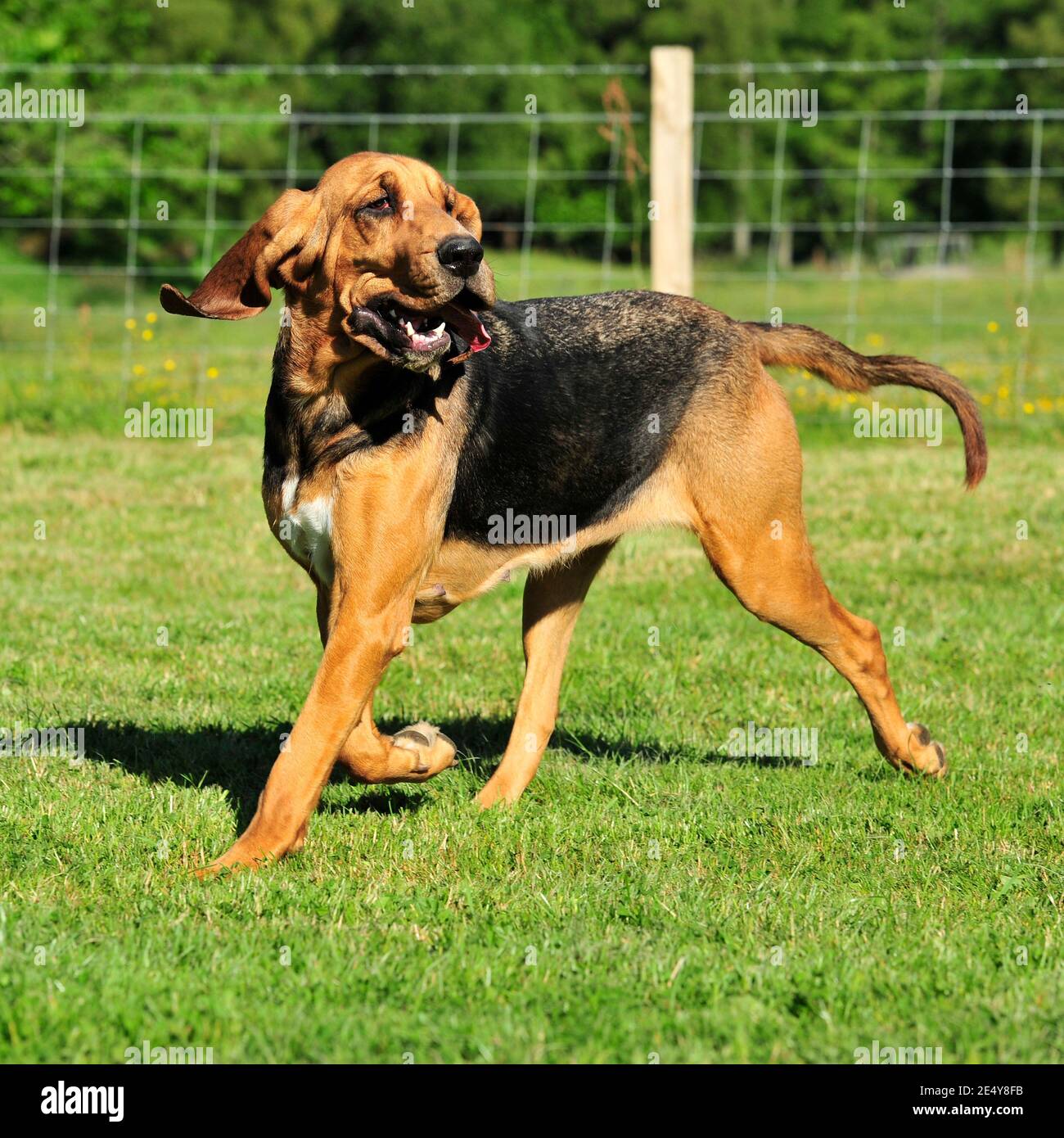 Bloodhound running hi-res stock photography and images - Alamy