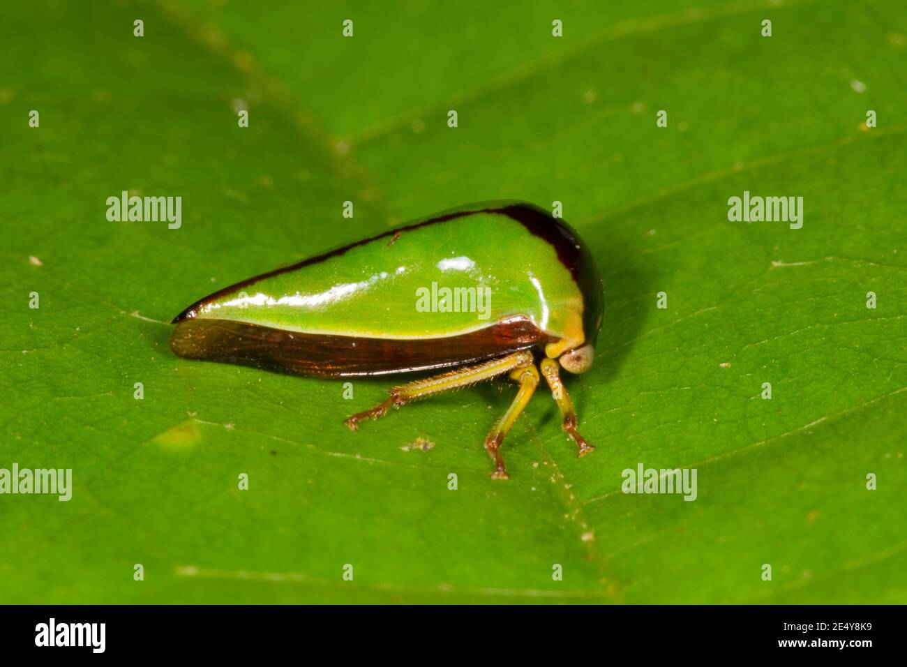 Membracidae hi-res stock photography and images - Alamy