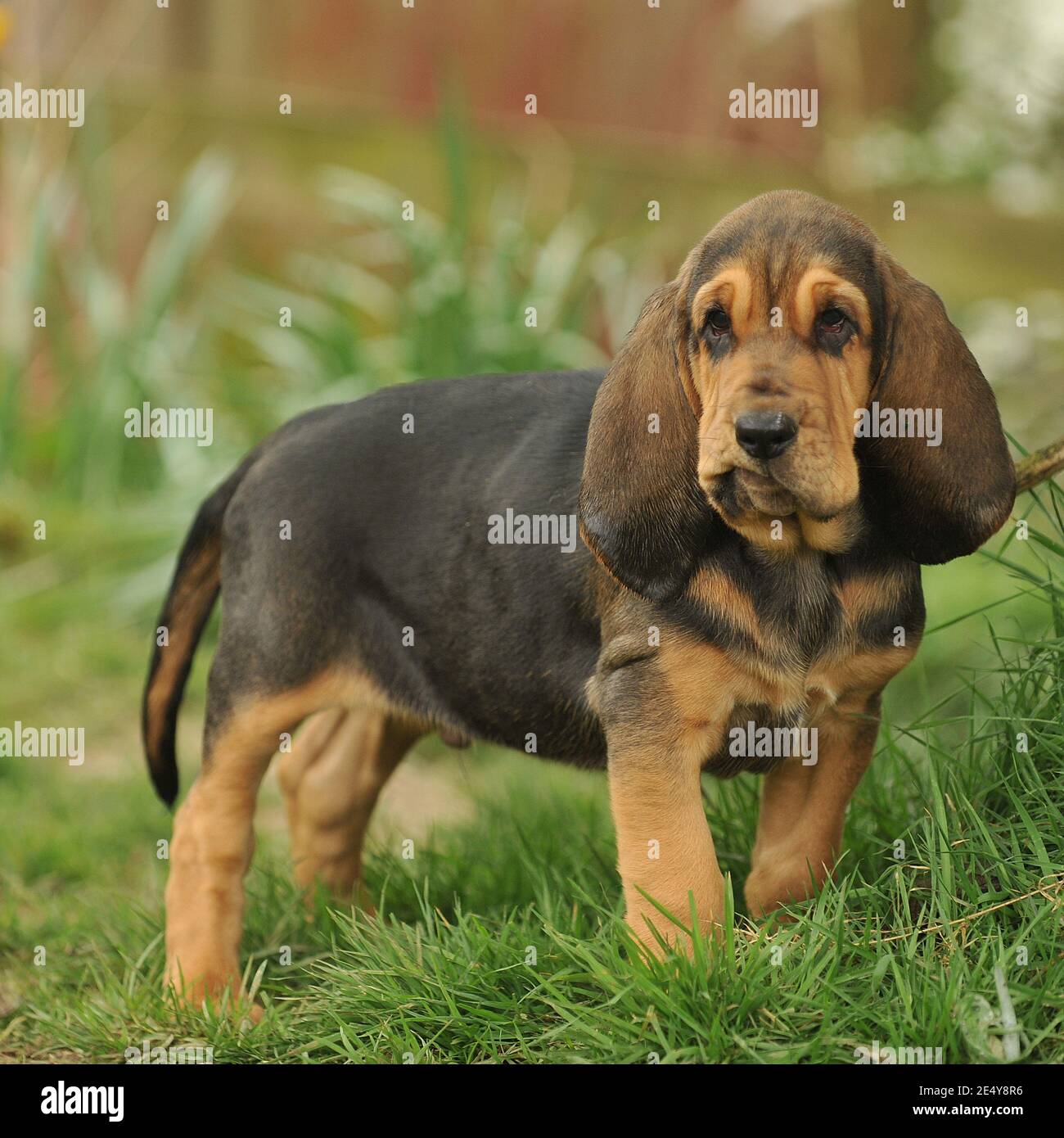 Droopy dog hi-res stock photography and images - Alamy