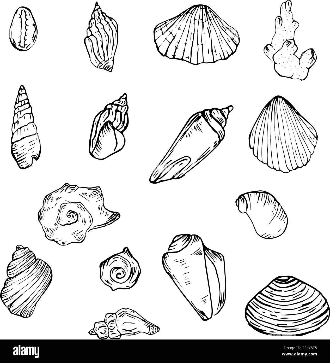 Pencil Drawings Of Seashells Premium Photo | Seashells Are Different