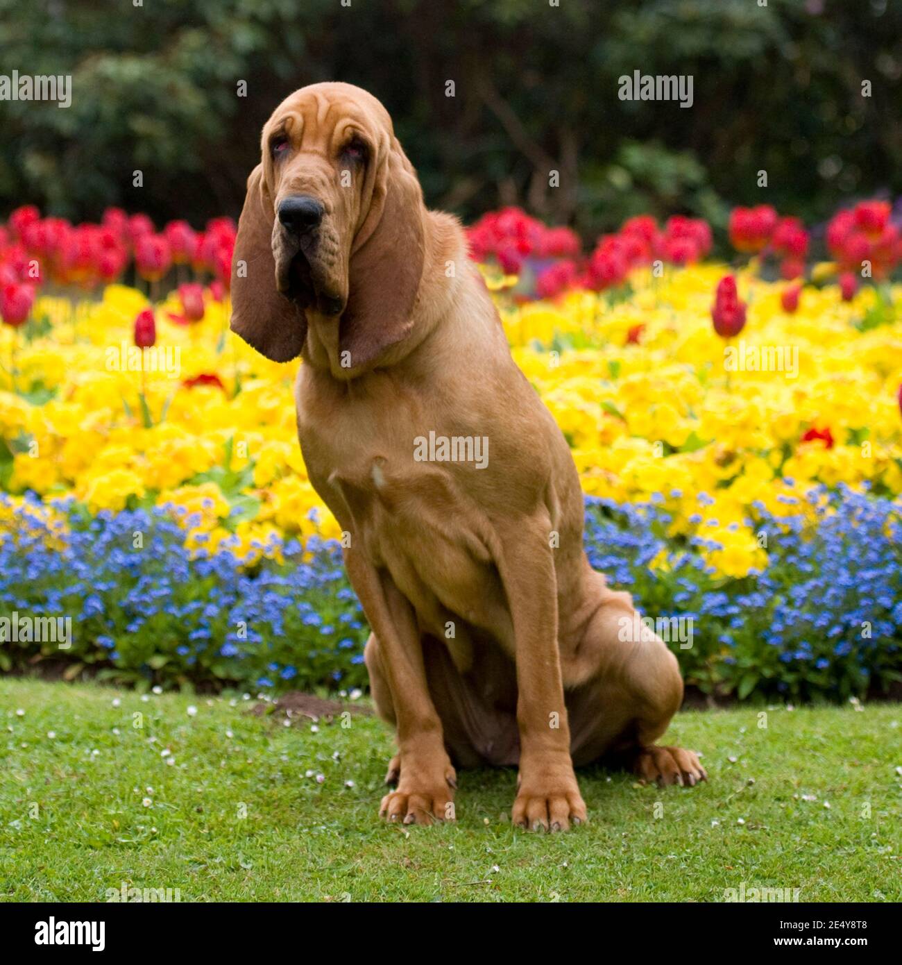 Red Bloodhound High Resolution Stock Photography and Images - Alamy