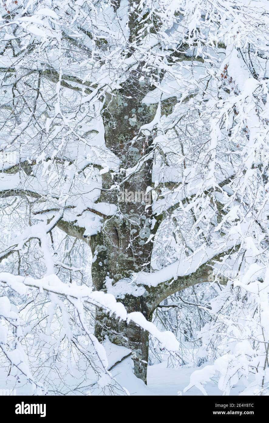 Snowy beech forest in winter in Puerto de Opakua, in the Sierra de ...