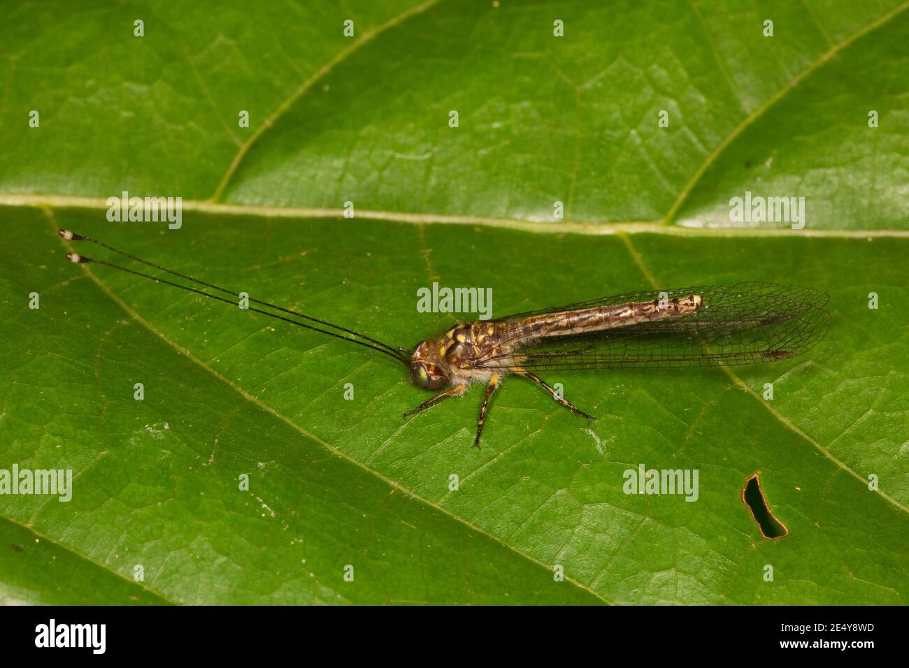 Unidentified Owlfly, Ascalaphidae Stock Photo - Alamy