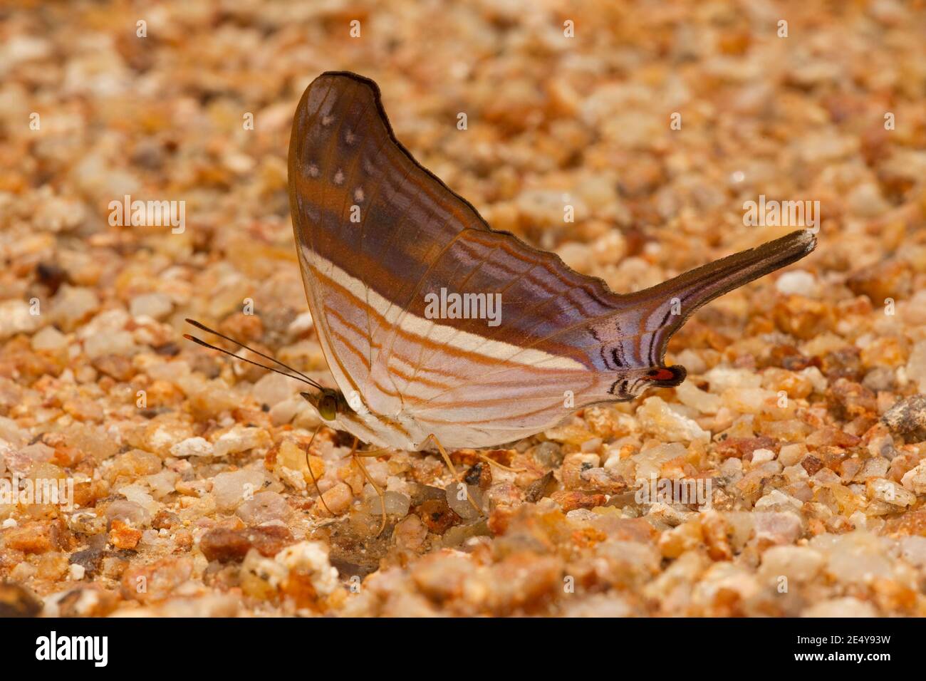 Many-banded Daggerwing Butterfly, Marpesia chiron chiron, Nymphalidae ...