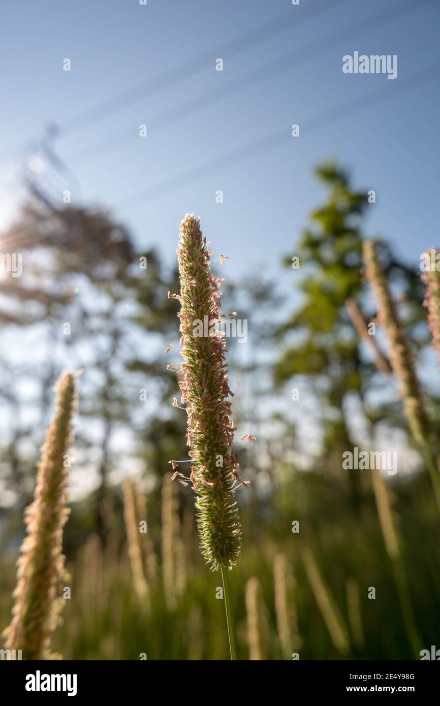 Grass pod hi-res stock photography and images - Alamy