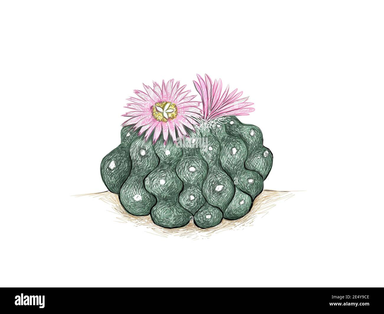 Peyote Trip Drawings