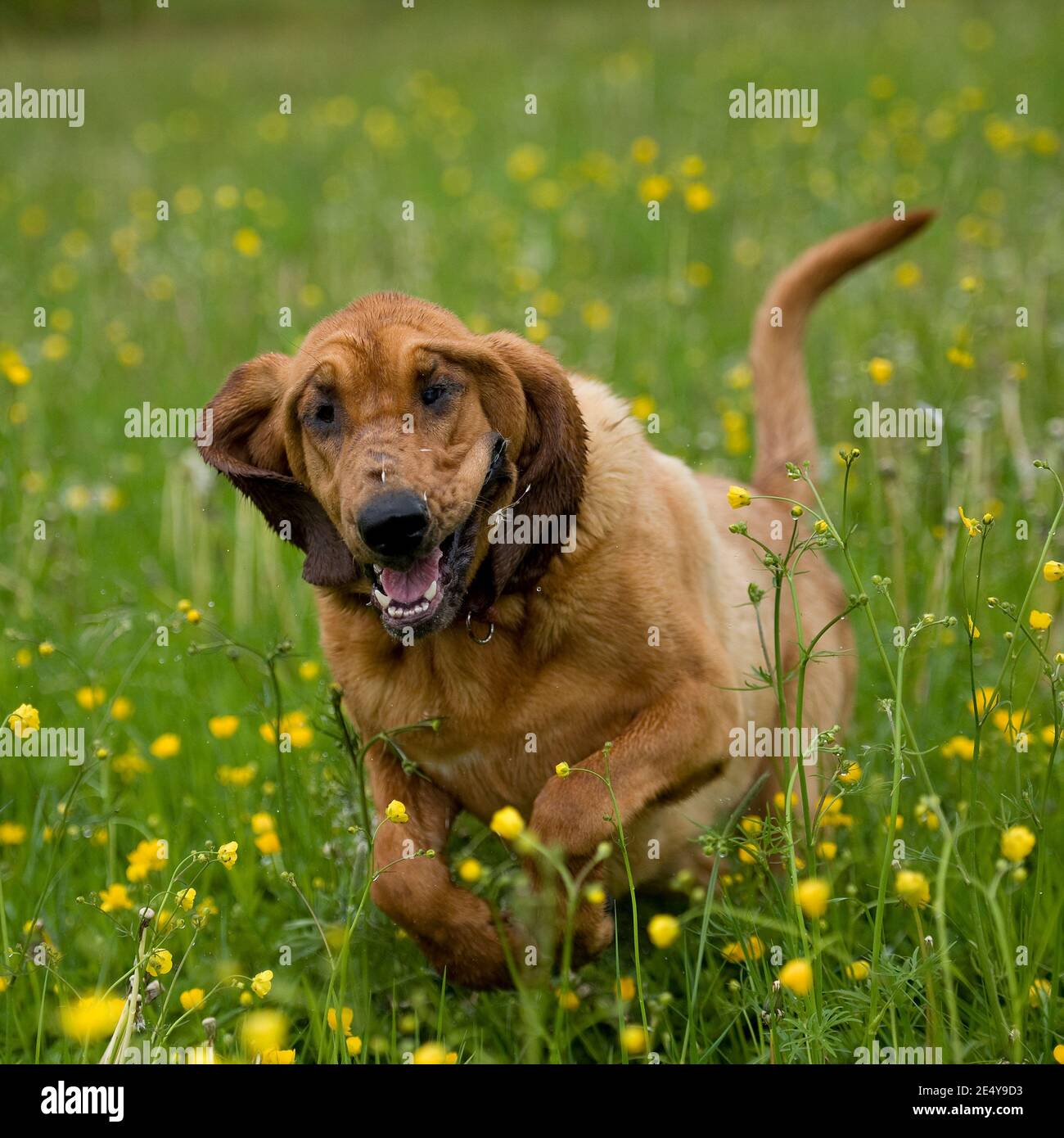 Bloodhound running hi-res stock photography and images - Alamy