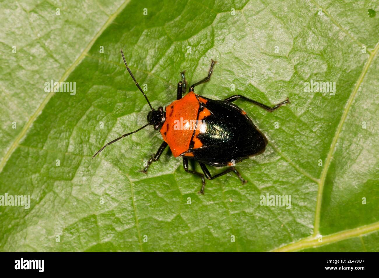 Pentatomidae hi-res stock photography and images - Alamy