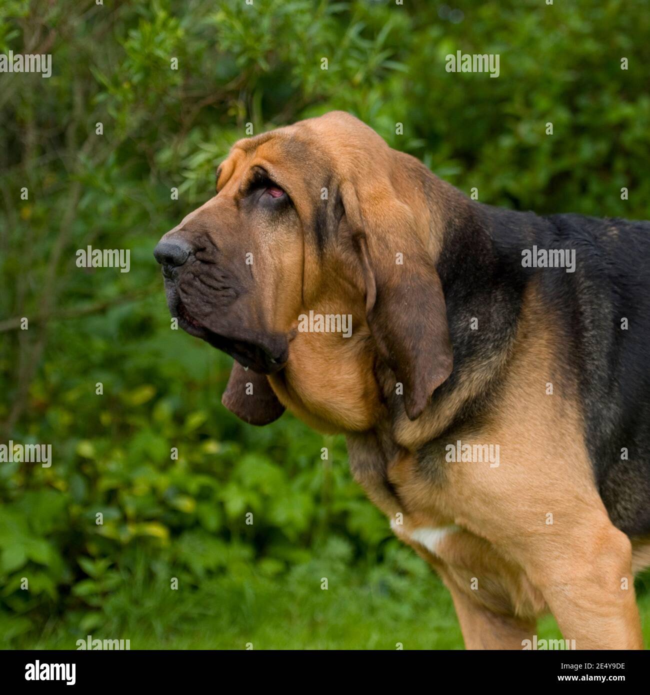 Study of ears hi-res stock photography and images - Alamy