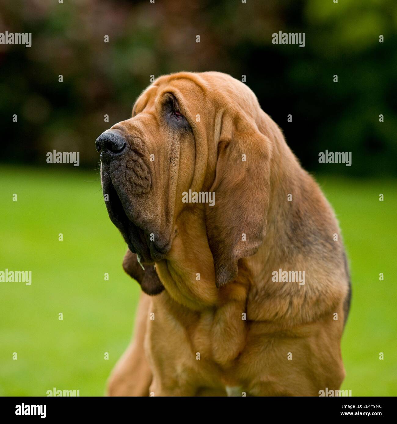 Head portrait hound hi-res stock photography and images - Alamy