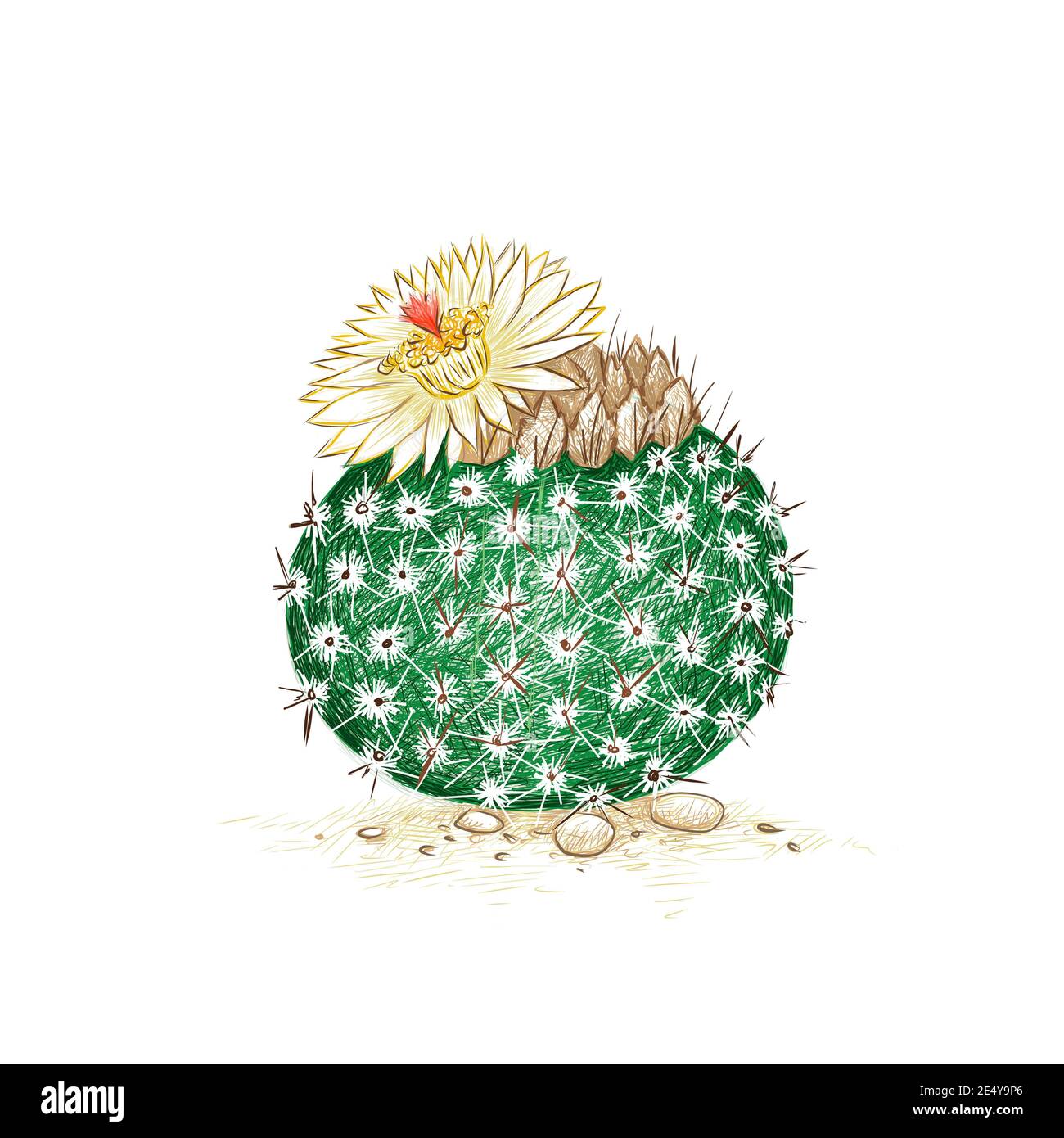 Illustration Hand Drawn Sketch of Notocactus or Parodia Scopa Cactus ...
