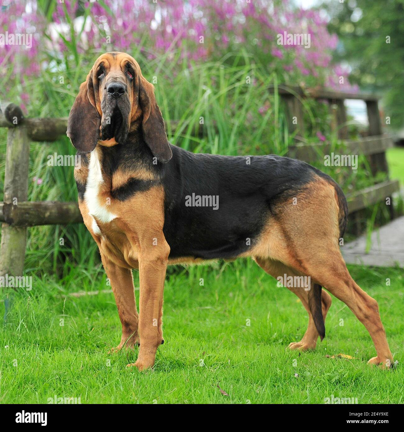 Bloodhound full body hi-res stock photography and images - Alamy
