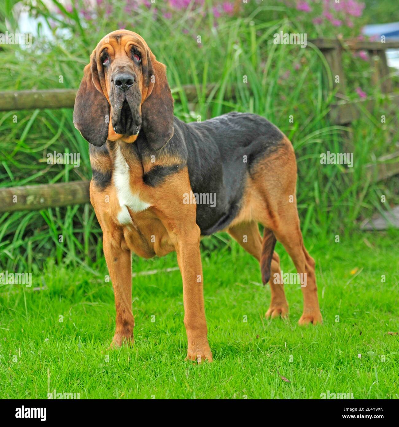 Kennel club breed hi-res stock photography and images - Alamy