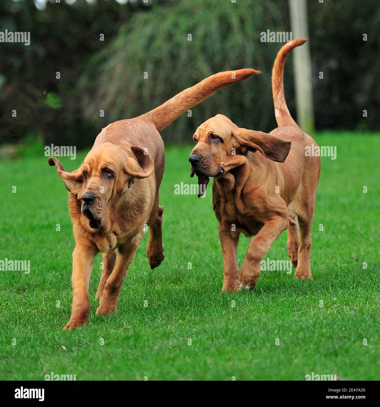 two red bloodhounds running Stock Photo - Alamy