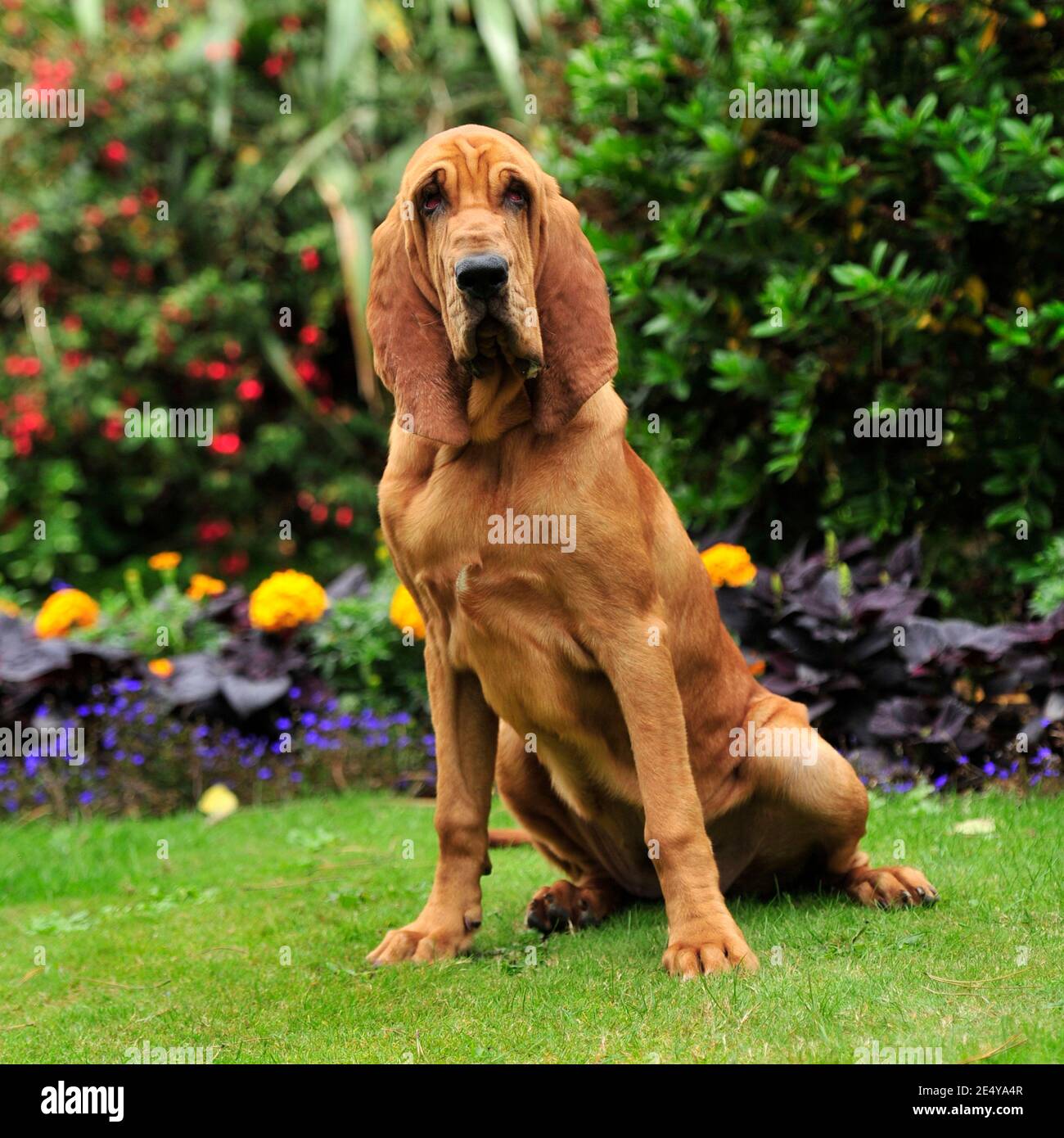 Droopy Dog High Resolution Stock Photography and Images - Alamy