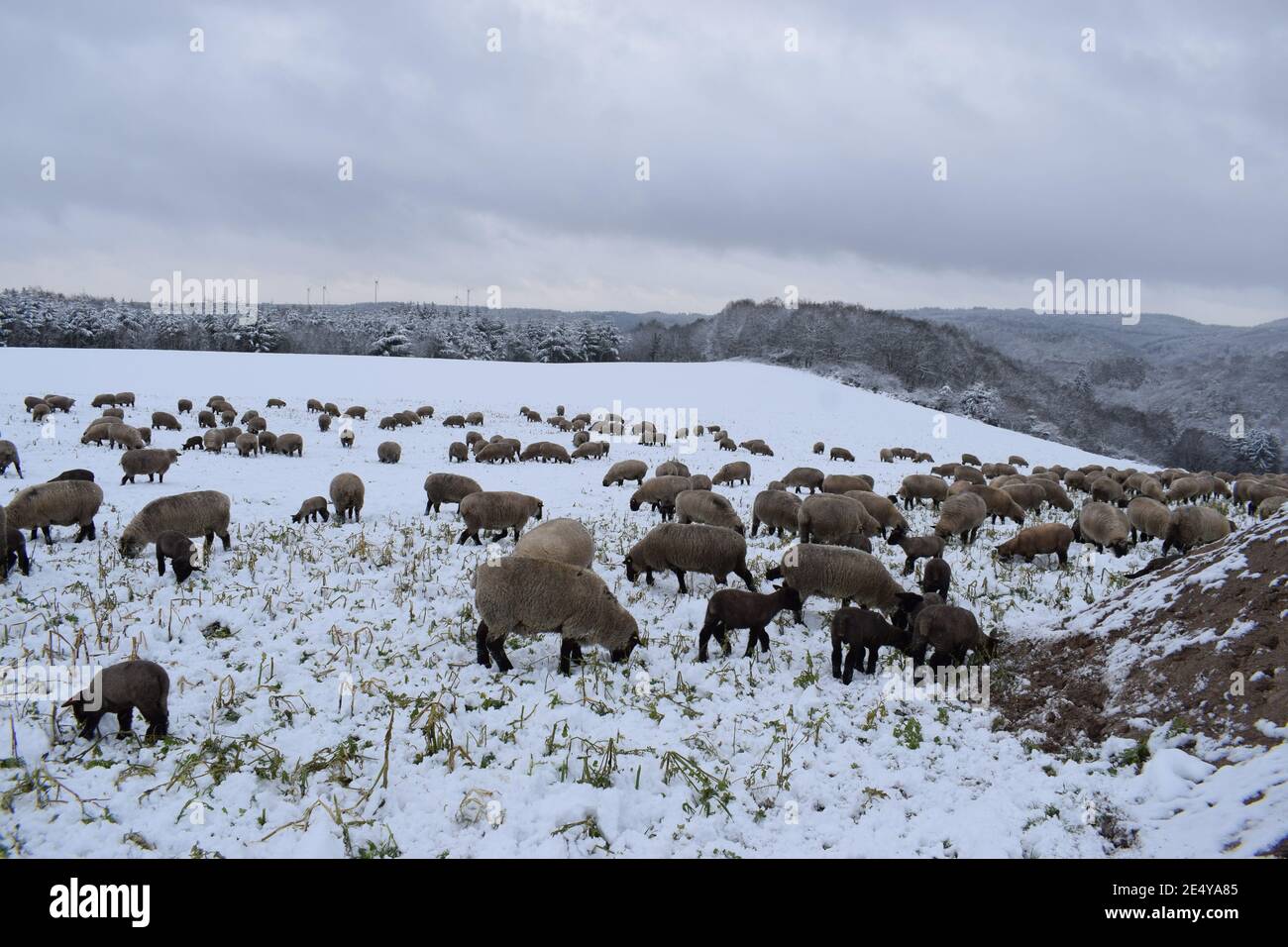 Eifel landscape sheep hi-res stock photography and images - Alamy