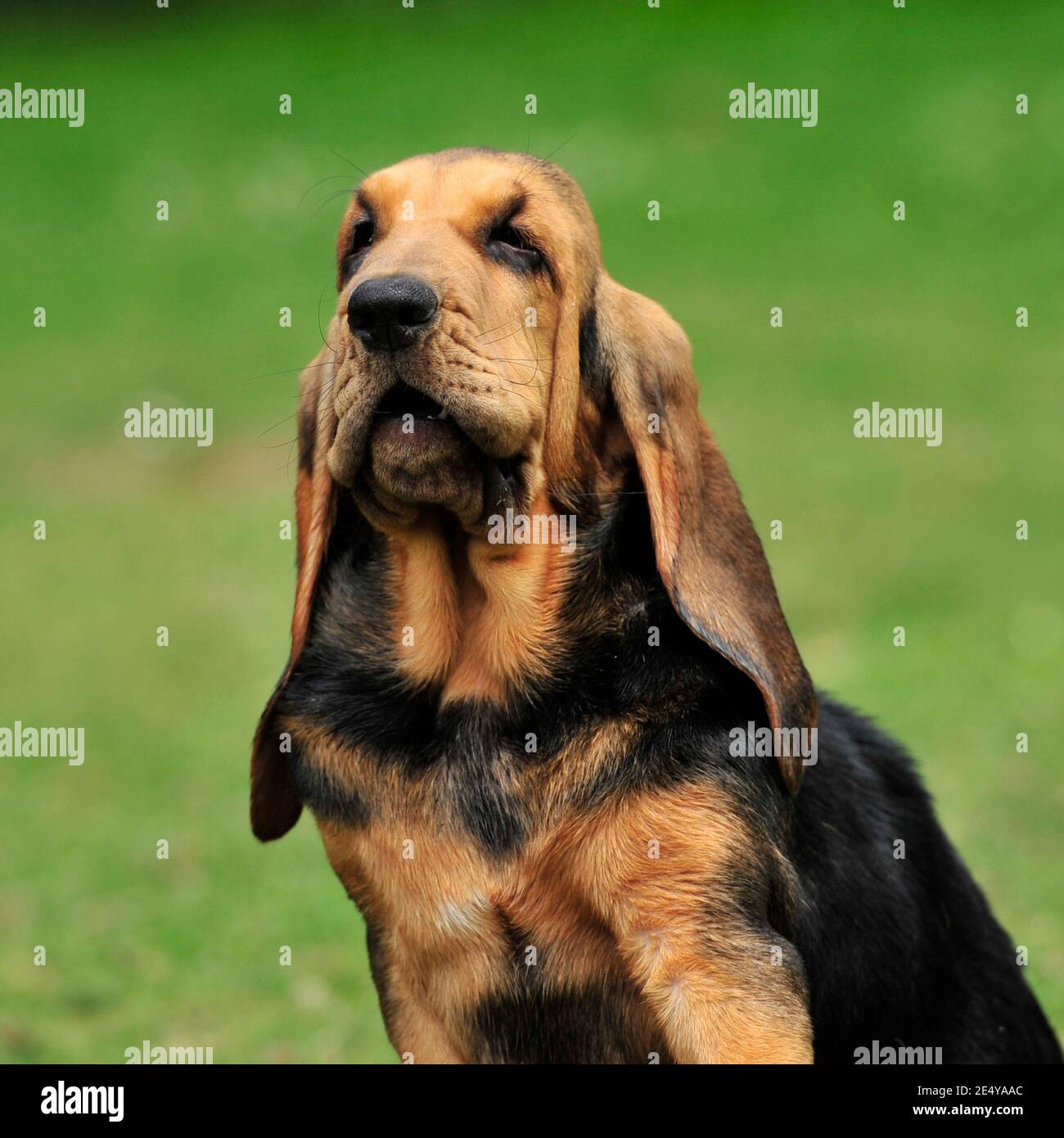 Droopy dog hi-res stock photography and images - Alamy