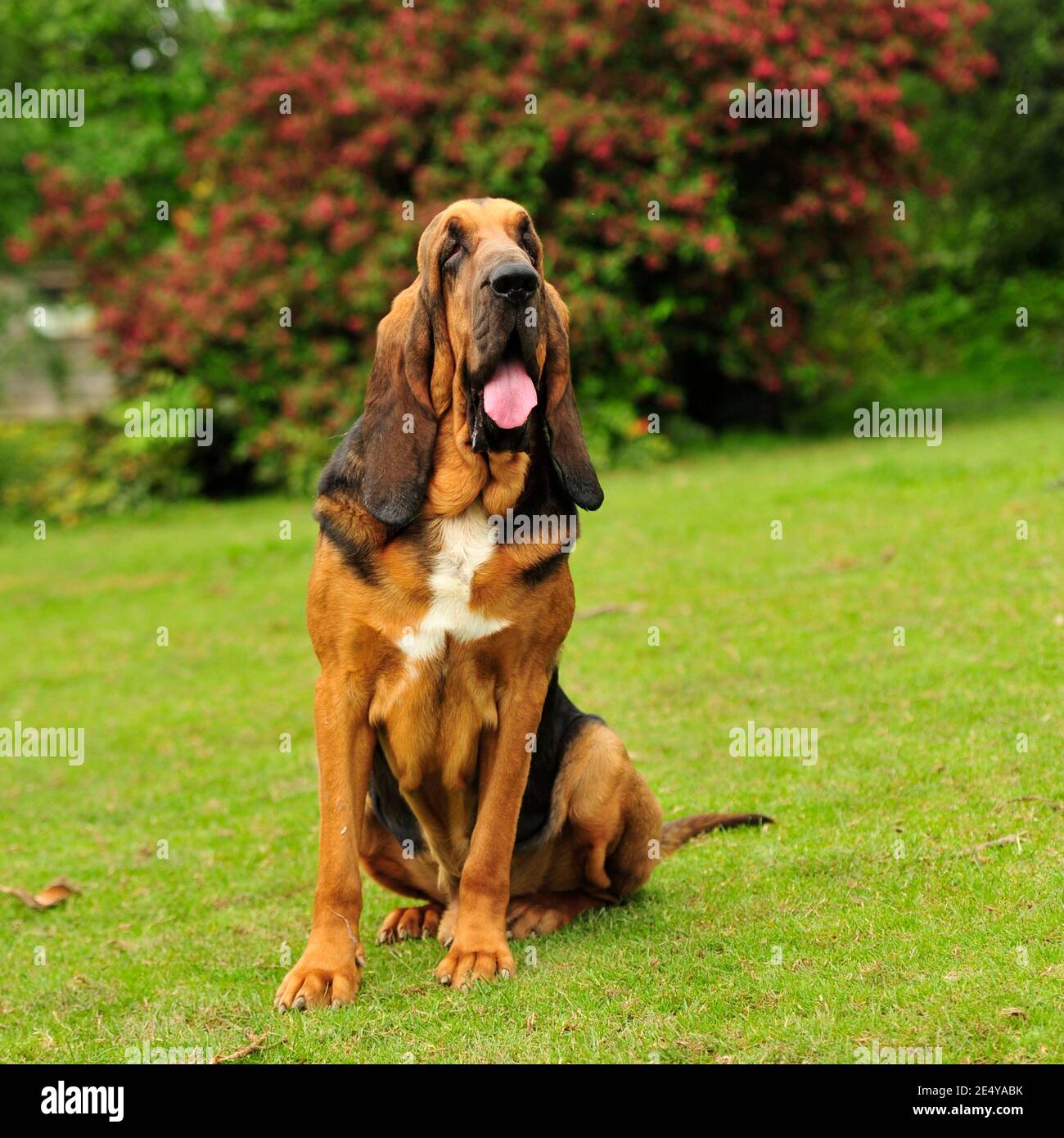 Long dog tongue hi-res stock photography and images - Alamy