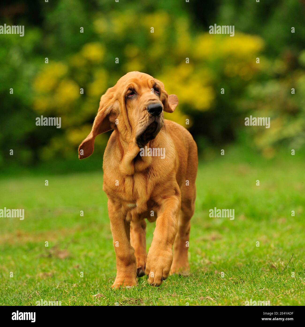 Red bloodhound hi-res stock photography and images - Alamy