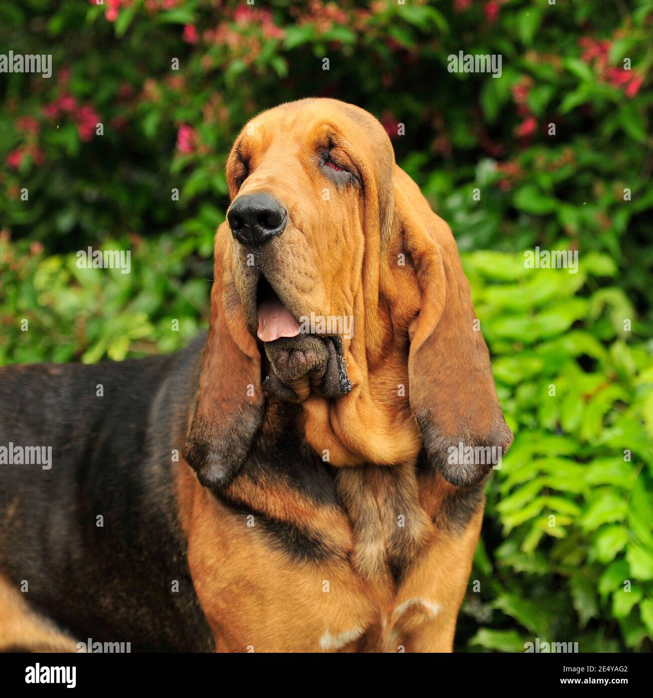 Bloodhound or saint hubert hound hi-res stock photography and images ...