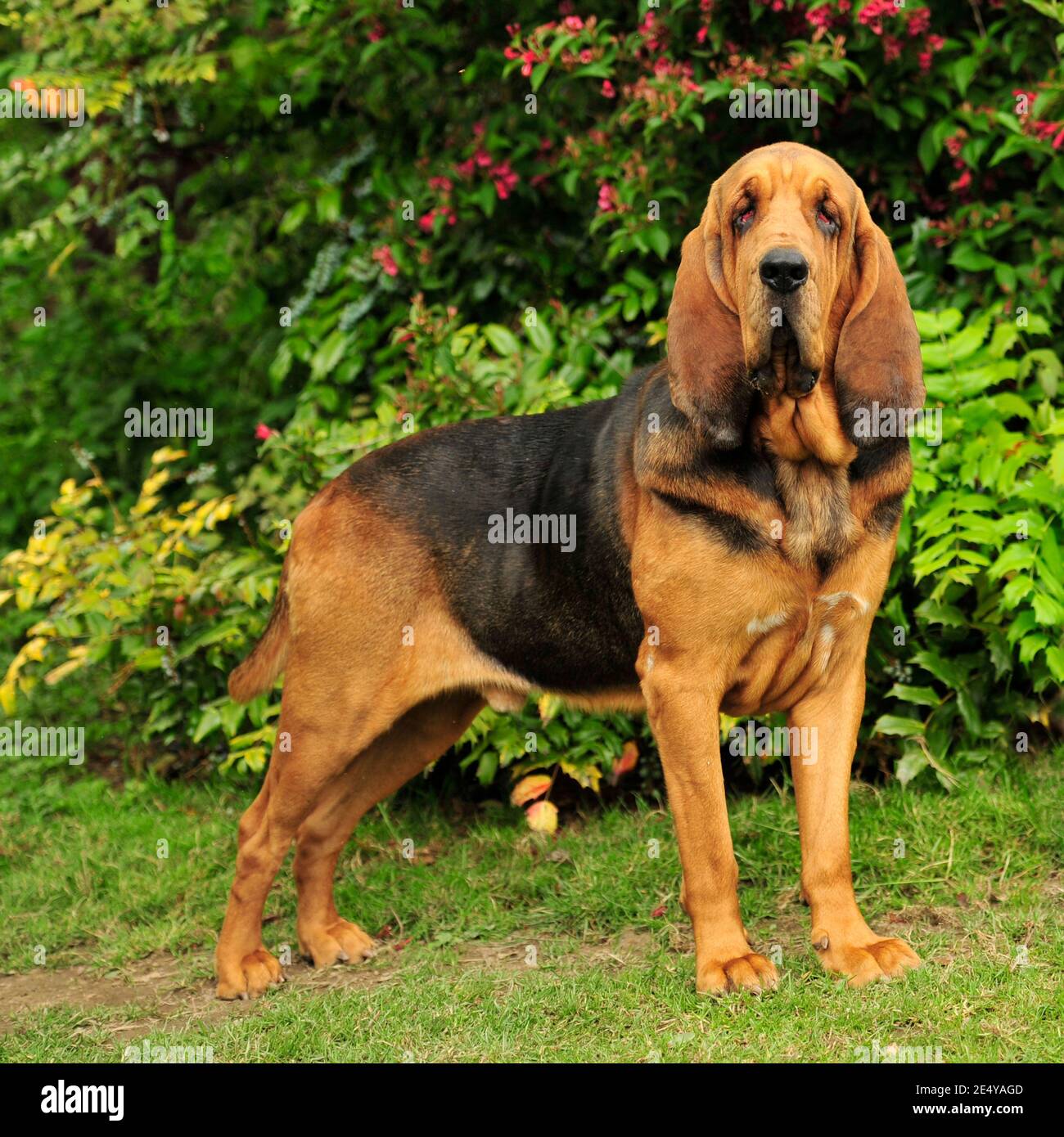 Bloodhound full body hi-res stock photography and images - Alamy