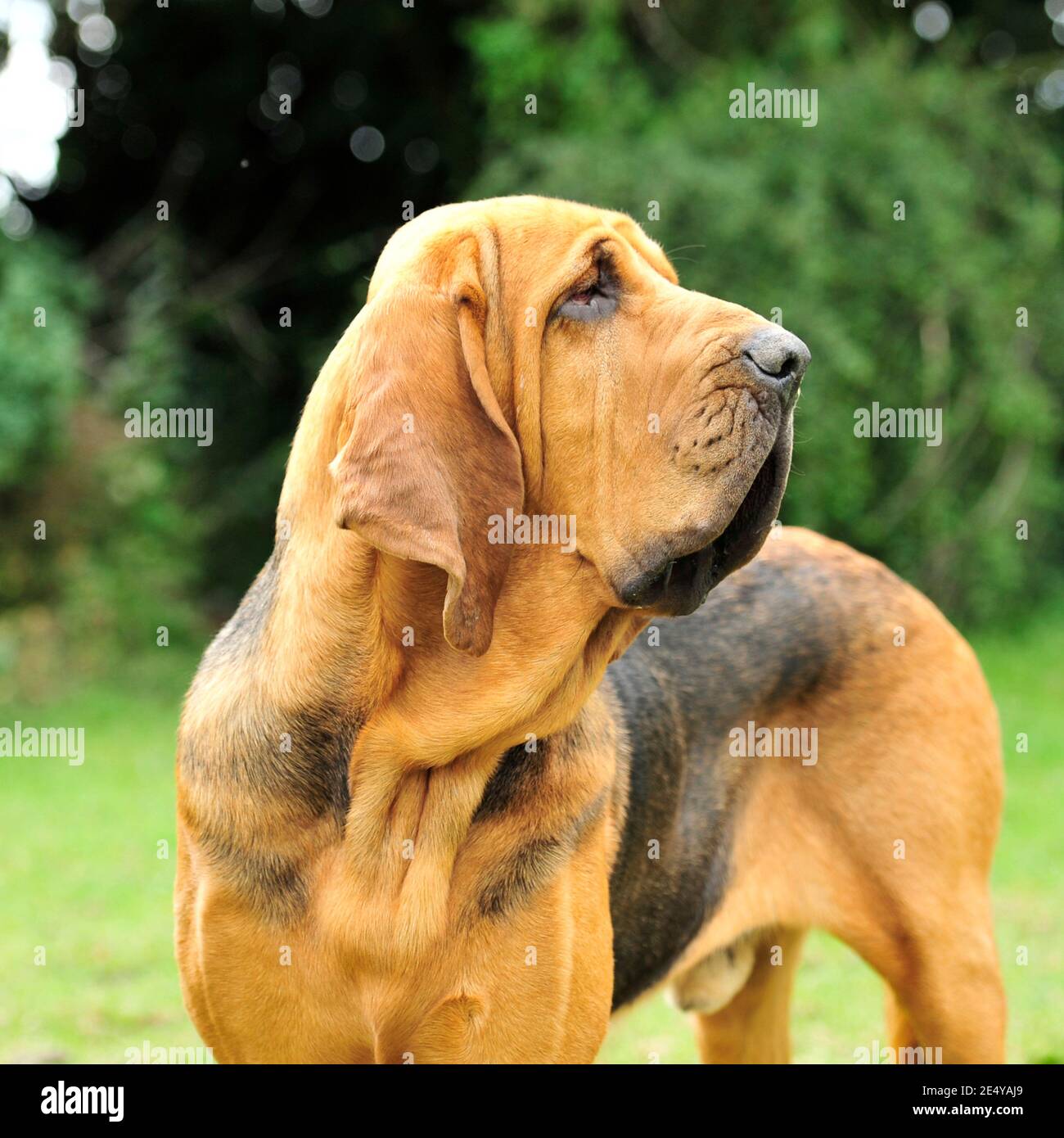 Portrait bloodhound dog hi-res stock photography and images - Alamy
