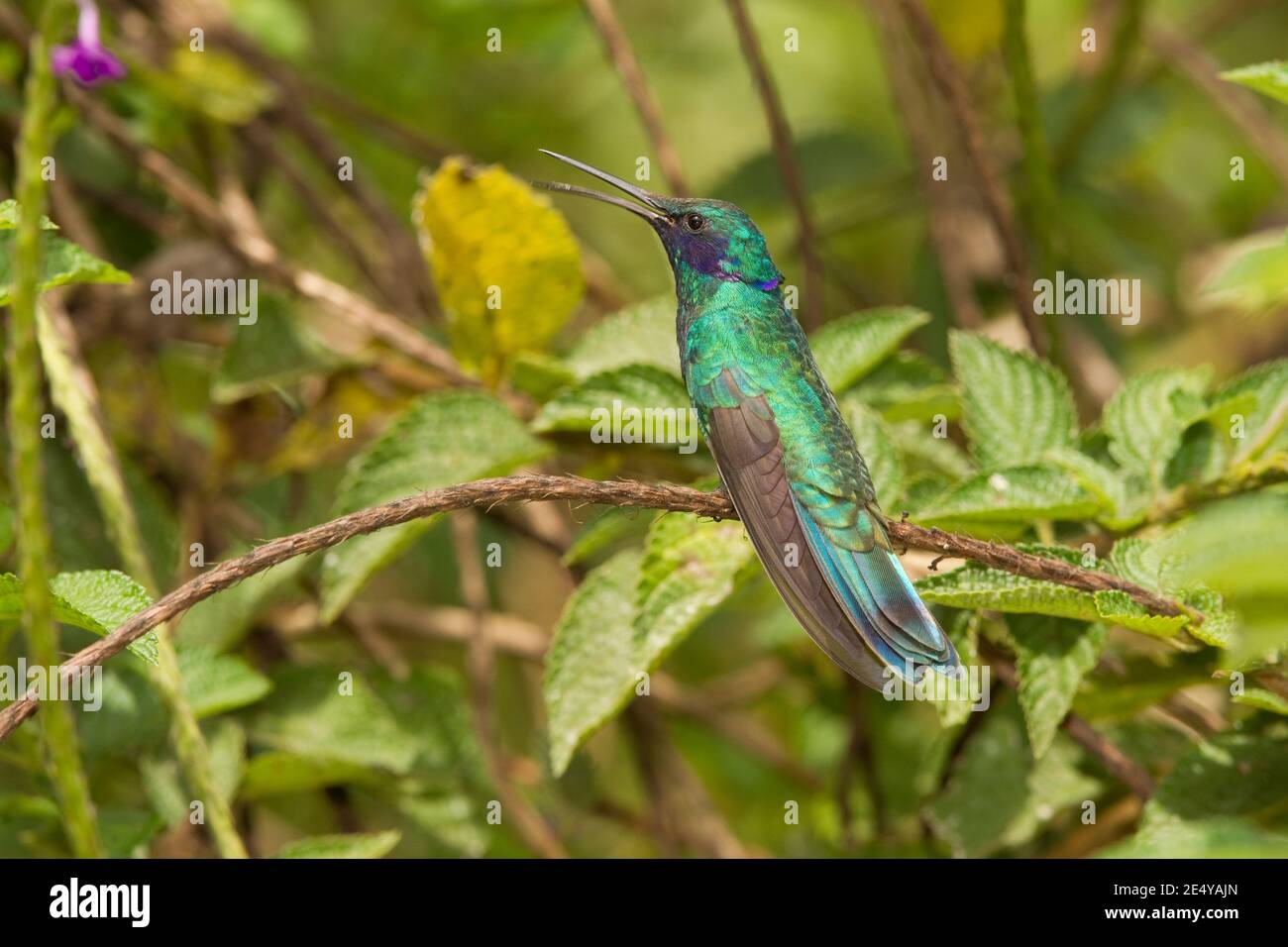 Sparkling Violetear, Colibri coruscans, perched in verbena bush Stock ...