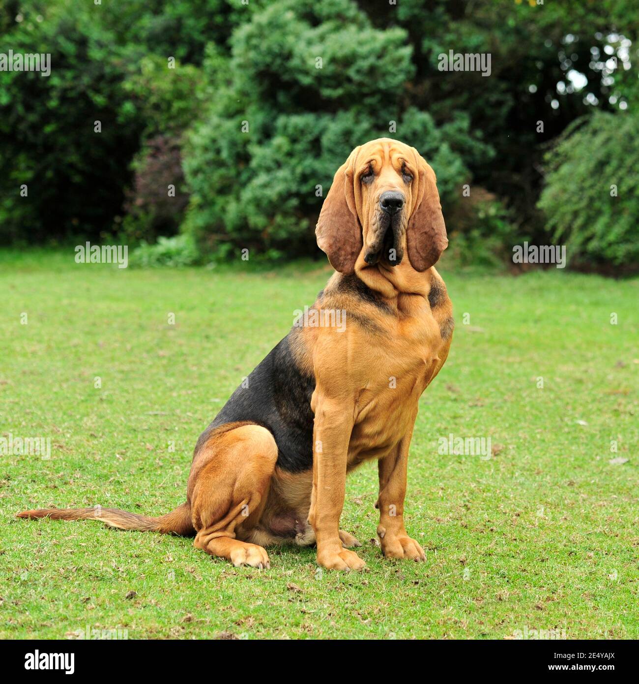 Bloodhound full body hi-res stock photography and images - Alamy