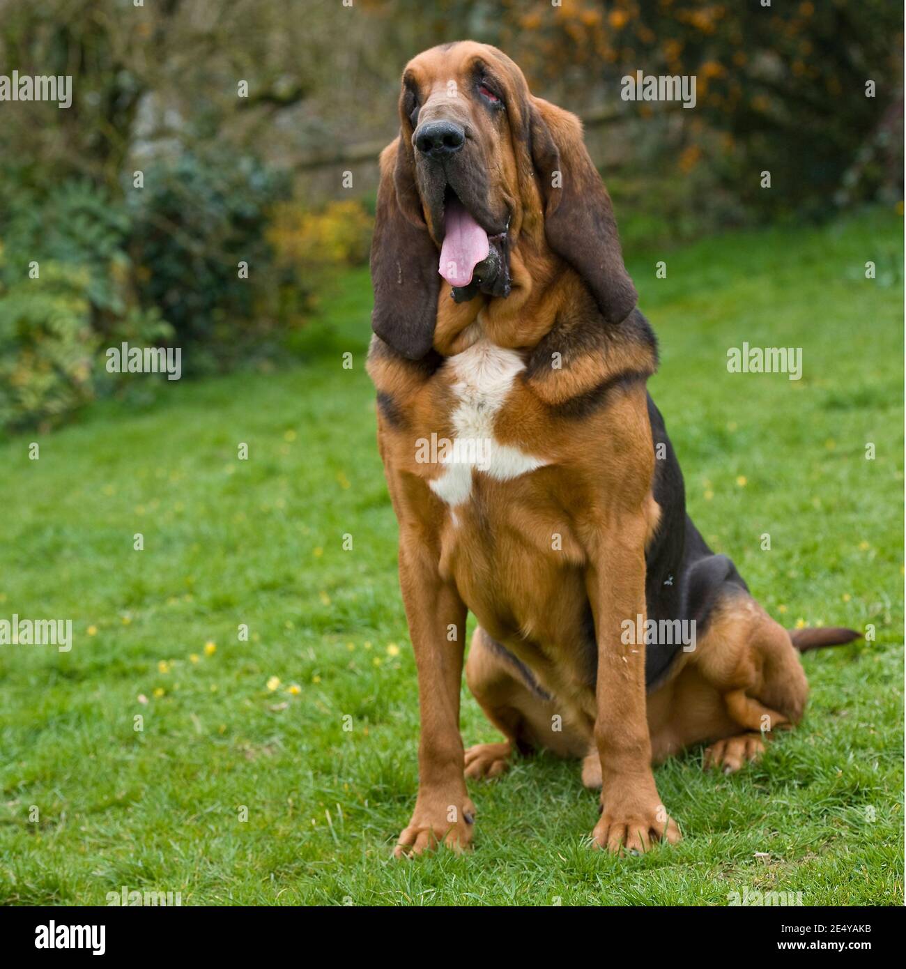 Bloodhound full body hi-res stock photography and images - Alamy