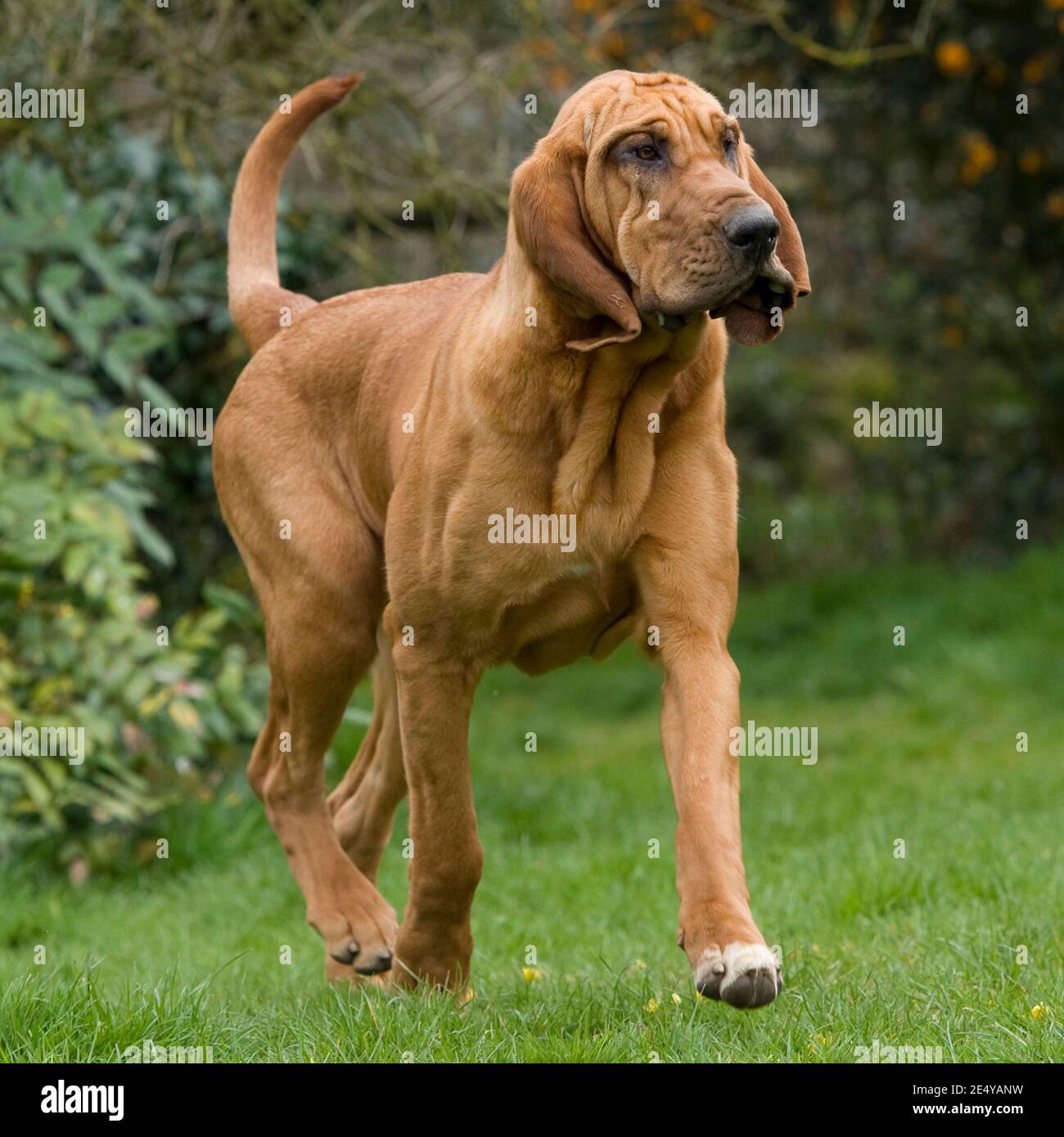 Bloodhound running hi-res stock photography and images - Alamy