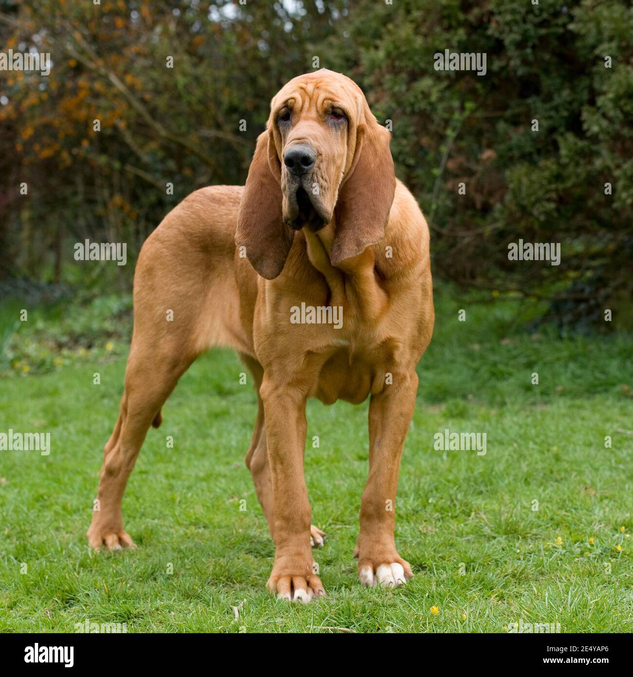 Red bloodhound hi-res stock photography and images - Alamy