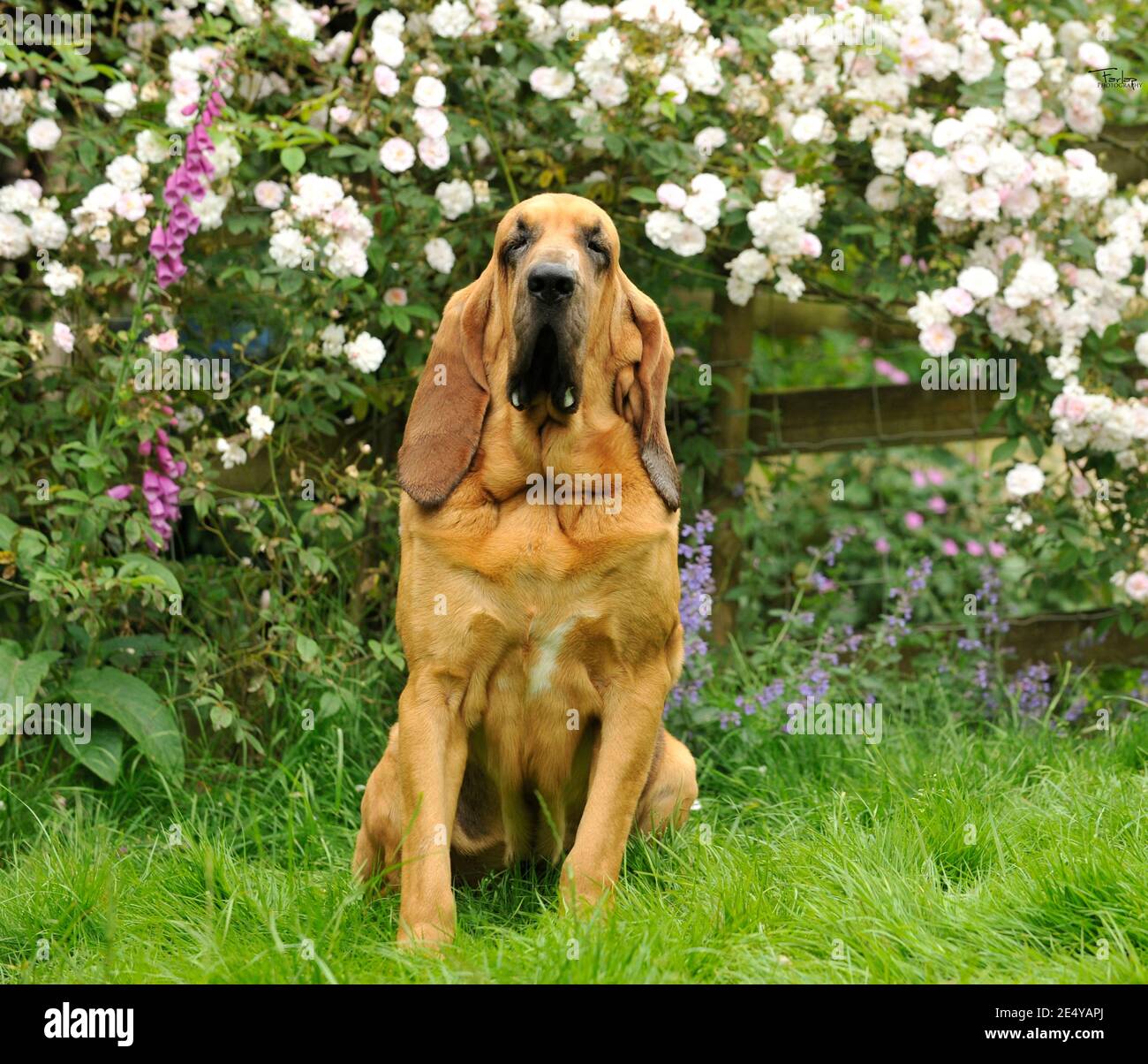 Sitting rare hi-res stock photography and images - Alamy
