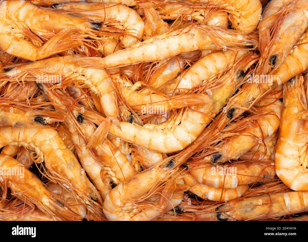 Isolated cooked white shrimp background Stock Photo - Alamy