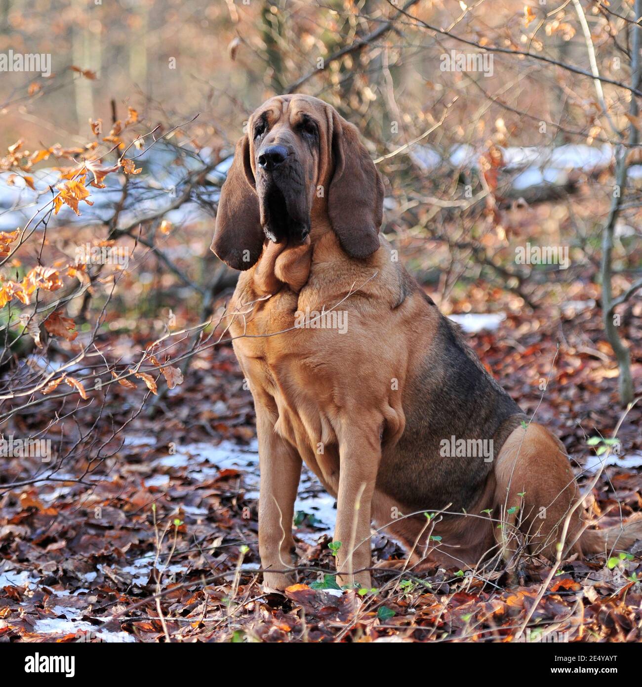 Bloodhound full body hi-res stock photography and images - Alamy