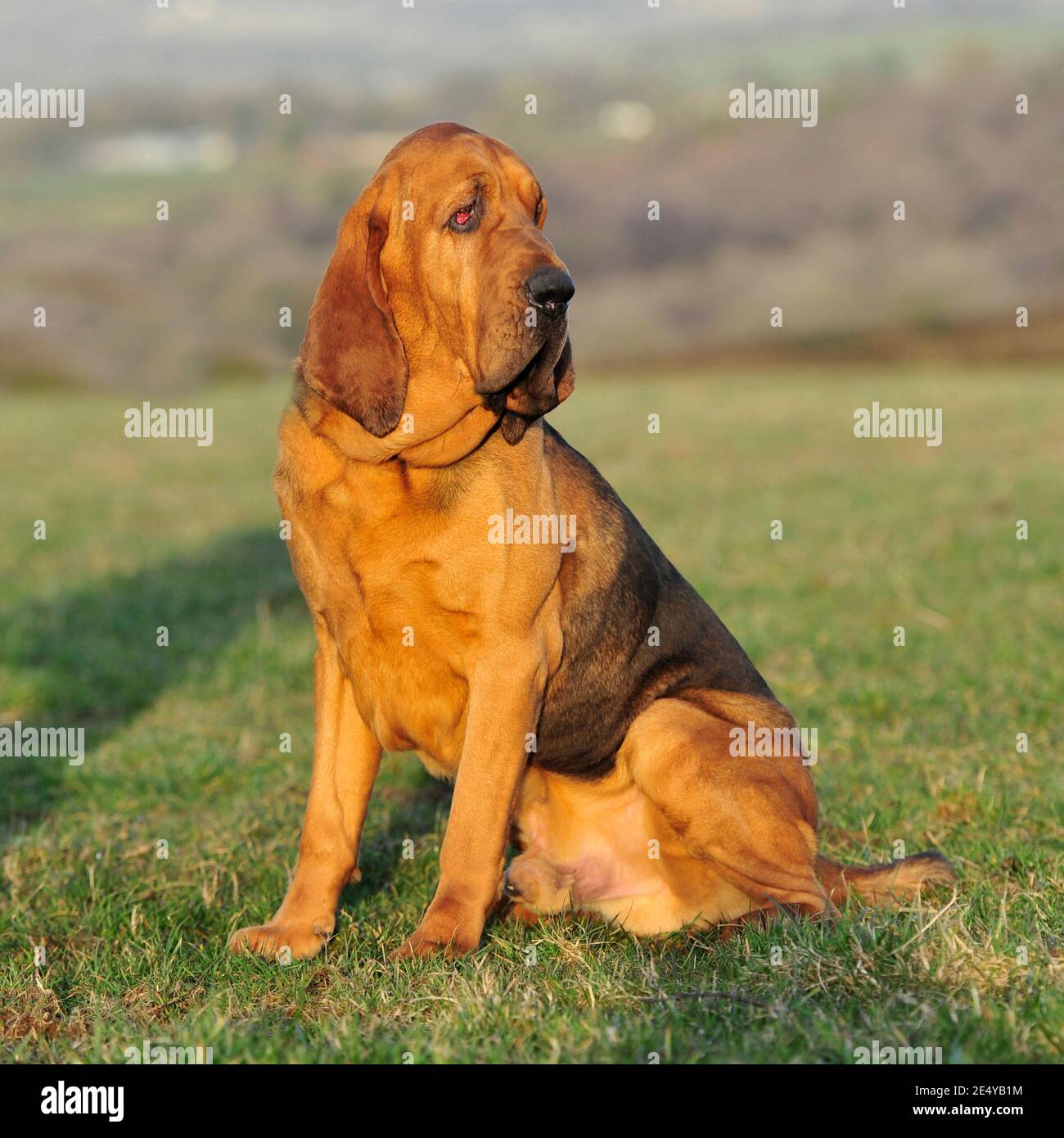 Bloodhound full body hi-res stock photography and images - Alamy