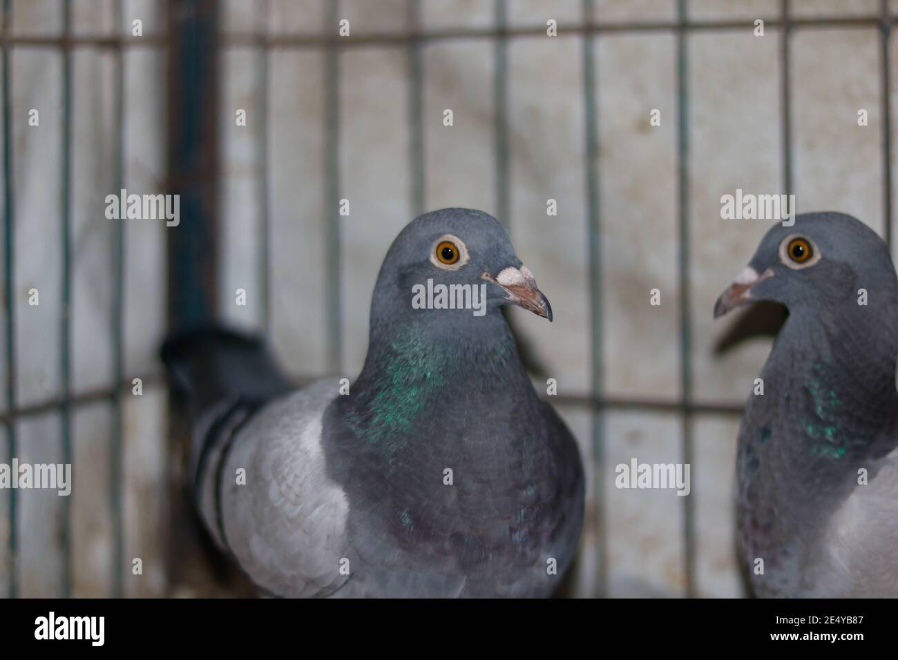 Couple of gray color doves in a cage Stock Photo - Alamy