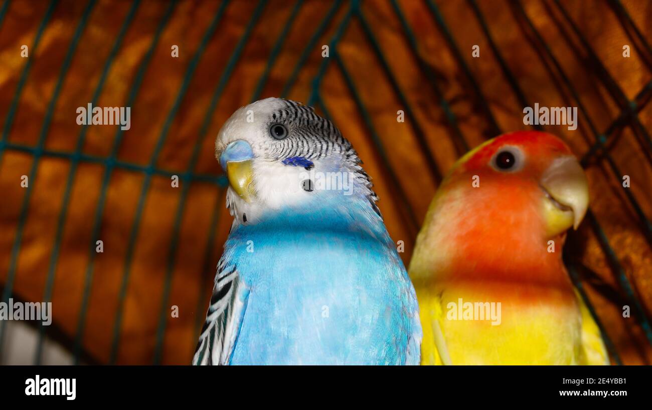 Colorful cage birds playing with each other Stock Photo - Alamy