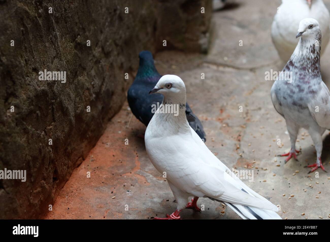 Singed wings hi-res stock photography and images - Alamy